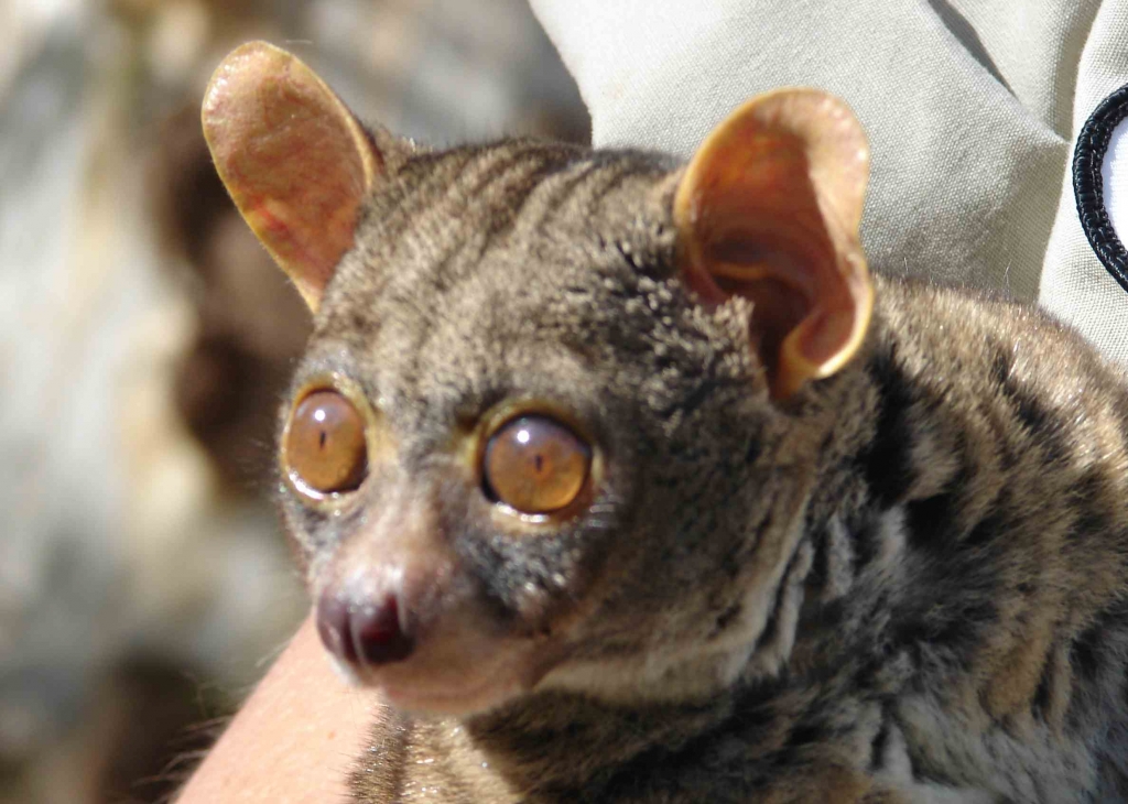 bush baby - Passnownow