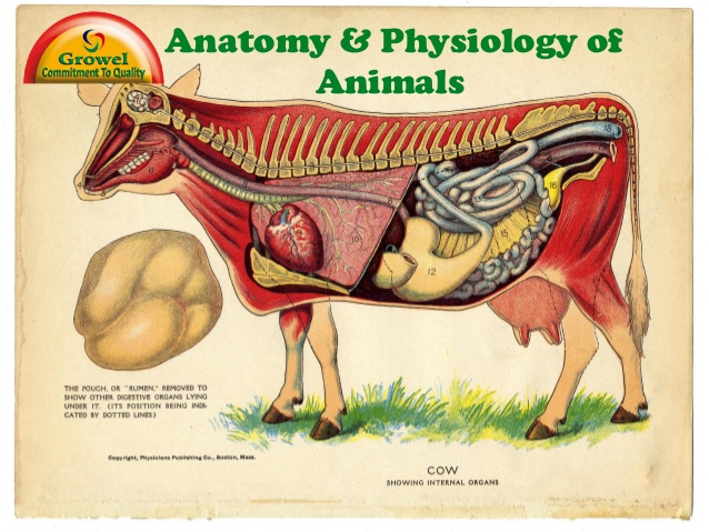 SS1 Agricultural Science Third Term Anatomy And Physiology Of Farm 